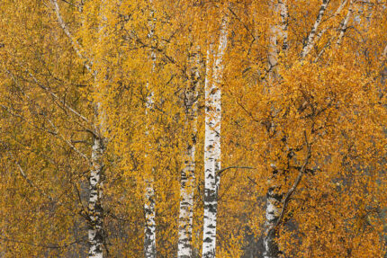 11 Types of Birch Trees: From River to Paper Varieties