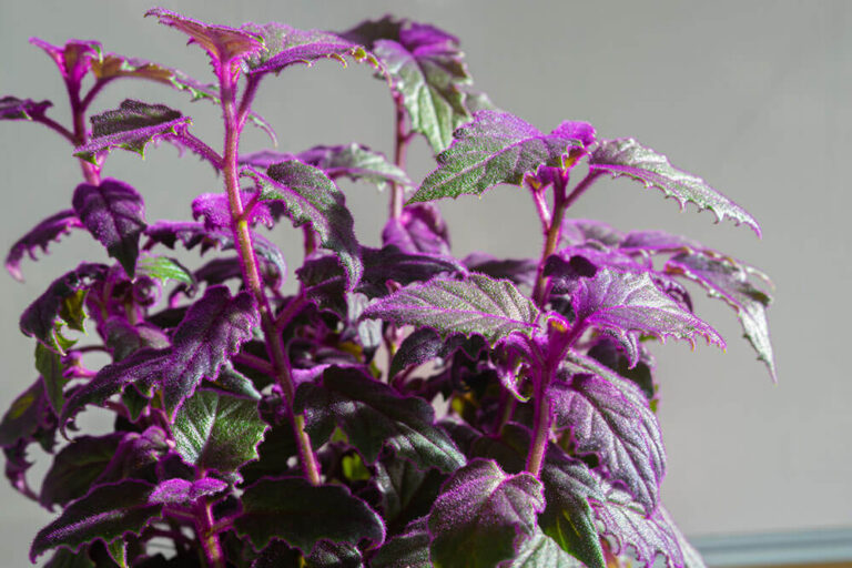 Large Purple Leaf Indoor Plant
