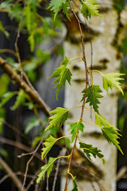 11 Types of Birch Trees: From River to Paper Varieties