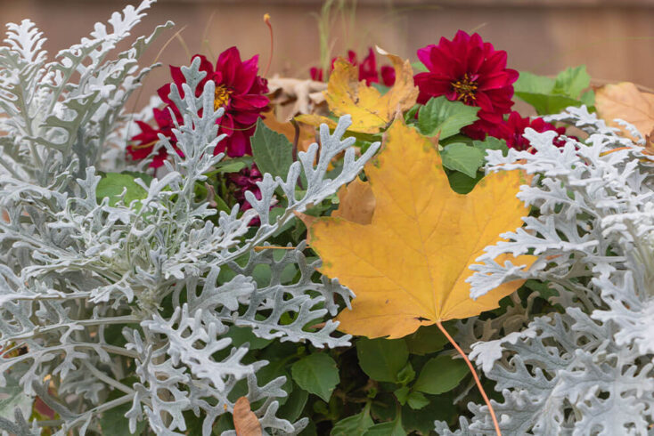 12 Gorgeous Fall Flowers for Pots and Container Gardens