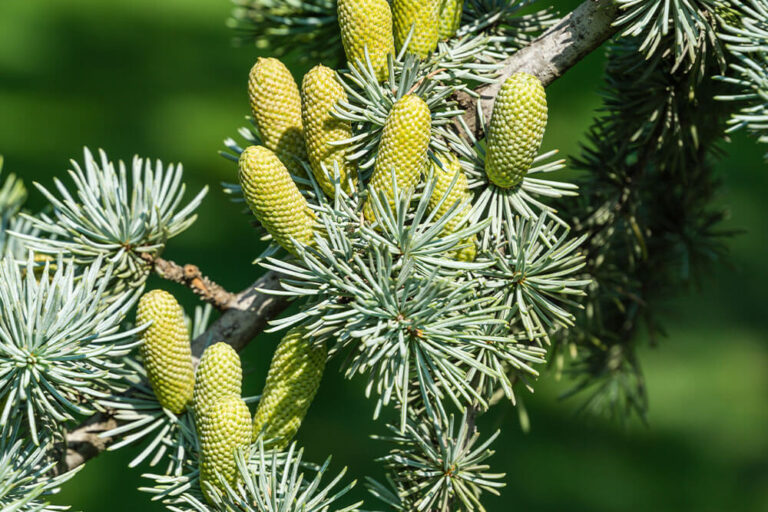 13 Lush Types of Cedar Trees that are Great for Privacy