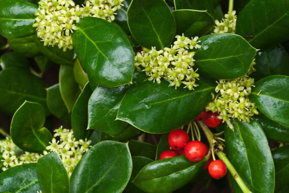 18 Types of Holly Plants for Stunning Year-Round Gardens