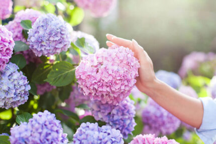 Hydrangea Care: Complete Guide to Growing Healthy Plants