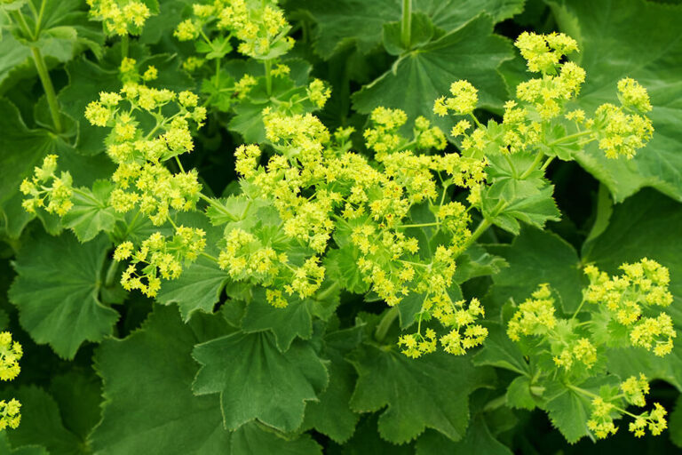 14 Dry Shade Tolerant Plants for Difficult Garden Areas