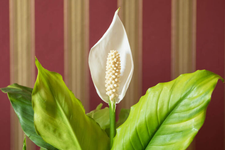 Peace Lily Care – How to Plant, Grow and Help Them Thrive