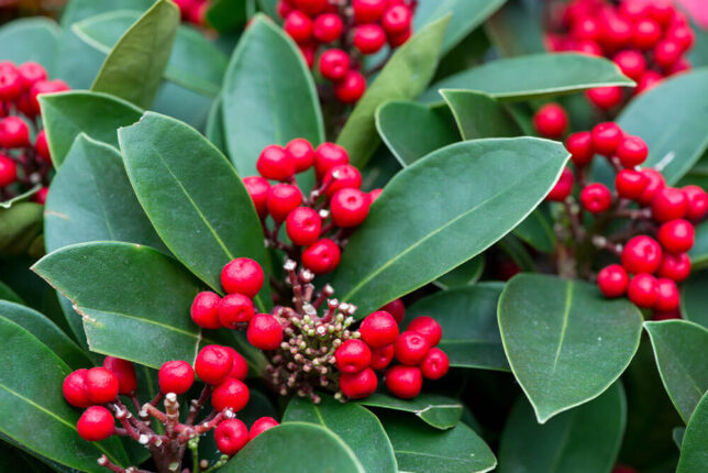 18 Types of Holly Plants for Stunning Year-Round Gardens