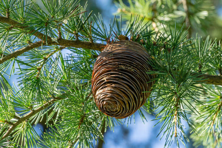 13 Types of Cedar Trees for Privacy - Eastern & Western Varieties