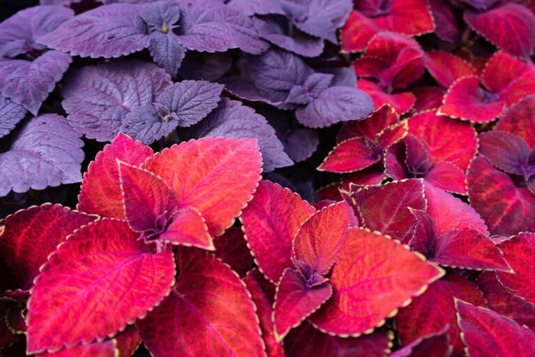 Large Purple Leaf Indoor Plant