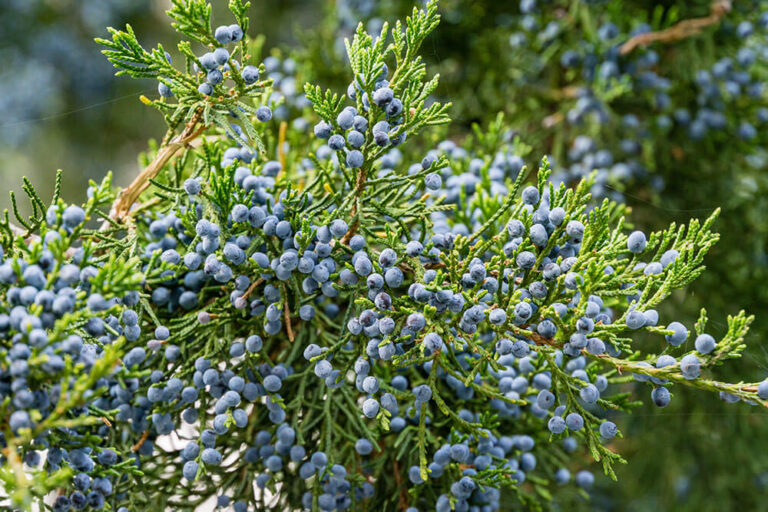 13 Types of Cedar Trees for Privacy - Eastern & Western Varieties