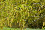 11 Types of Birch Trees: From River to Paper Varieties