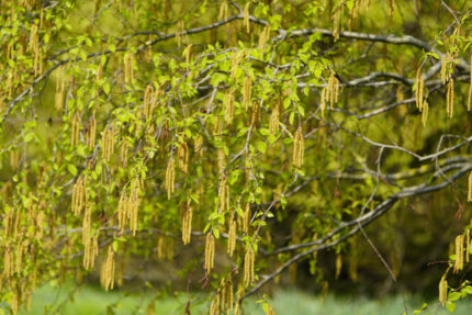 11 Types of Birch Trees: From River to Paper Varieties