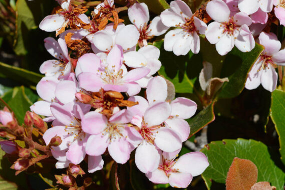 21 Salt-Tolerant Plants That Thrive in Coastal Landscapes