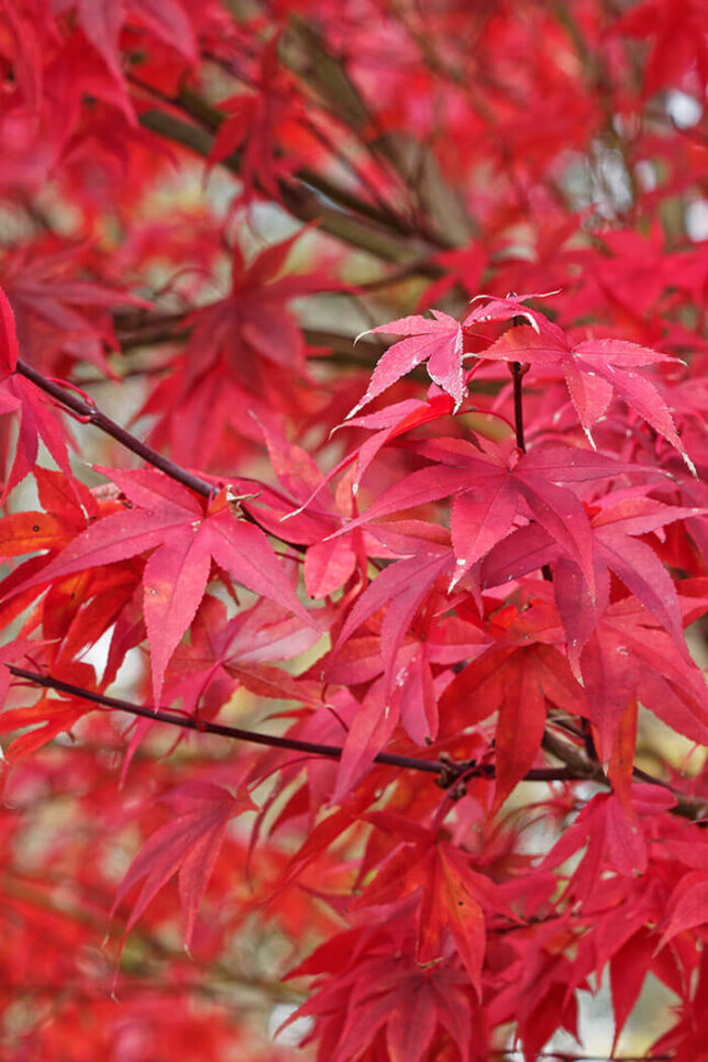 18 Beautiful Japanese Maple Varieties: From Weeping to Dwarf