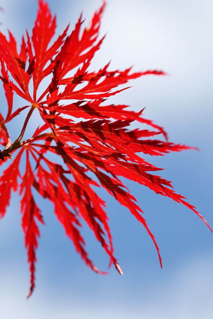18 Types of Japanese Maples with Different Shapes and Colors
