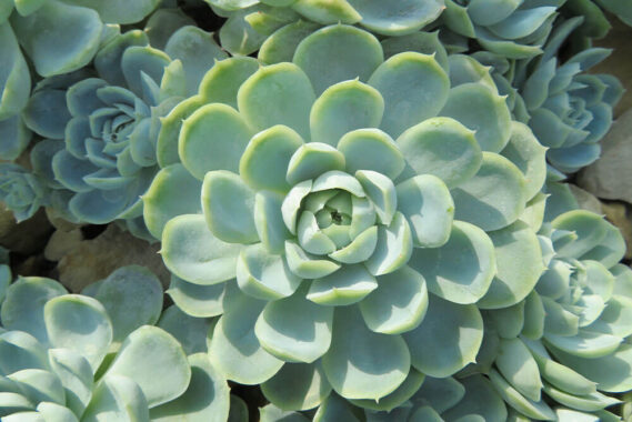 21 Salt-Tolerant Plants That Thrive in Coastal Landscapes