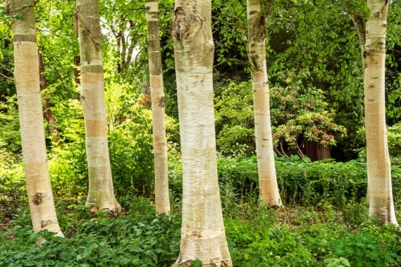 11 Types of Birch Trees: From River to Paper Varieties