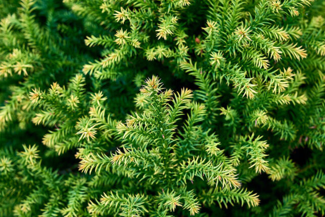 13 Types of Cedar Trees for Privacy - Eastern & Western Varieties