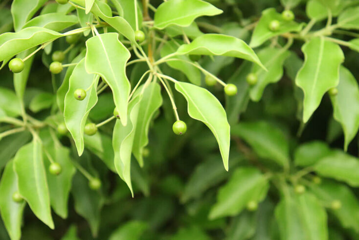 18 Types of Holly Plants for Stunning Year-Round Gardens