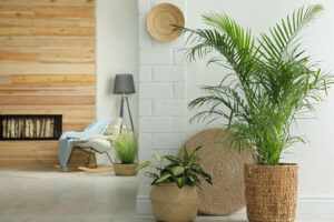 16 Low-Light Indoor Trees that will Thrive without Sunlight