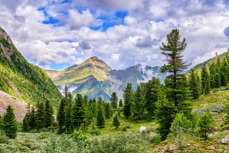 13 Types of Cedar Trees for Privacy - Eastern & Western Varieties