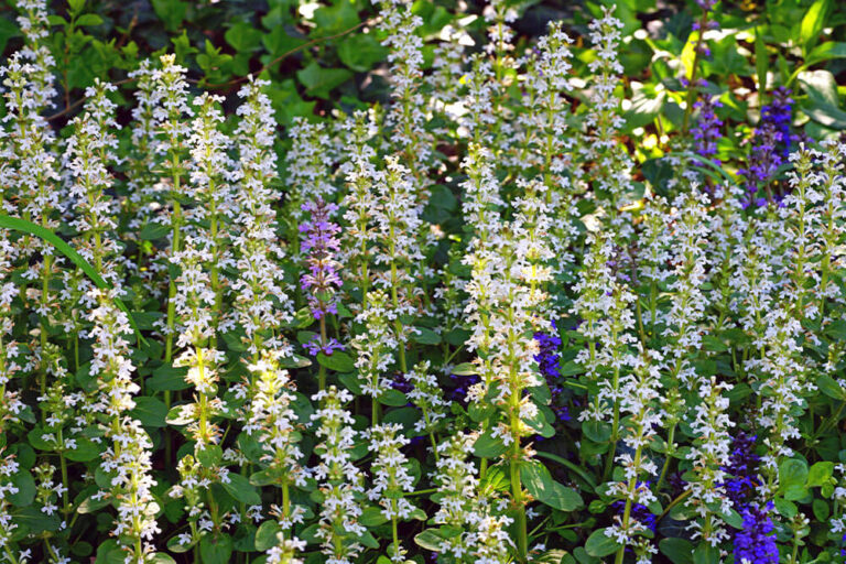 20 White Flower Ground Cover Plants that Spread Quickly