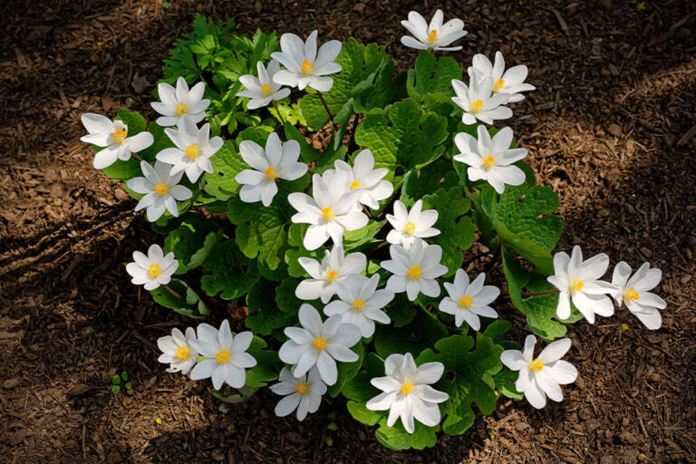 20 Low-Maintenance White Flower Ground Cover Plants