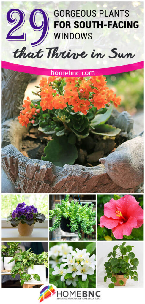 29 Houseplants for South-Facing Windows that Thrive in the Sun