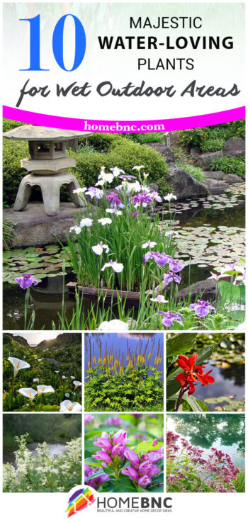 10 Juicy Water-Loving Plants for Wet Outdoor Areas