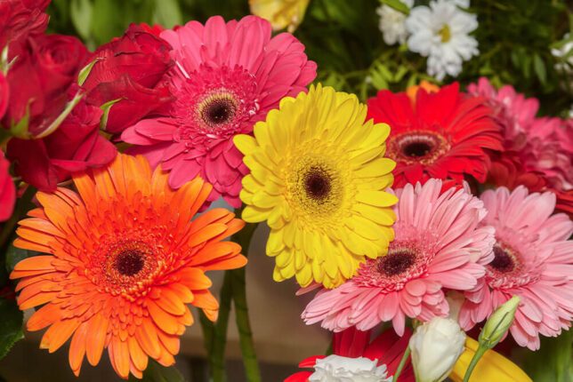 Gerbera Daisy Care: Grow Thriving Plants in Sun & Shade