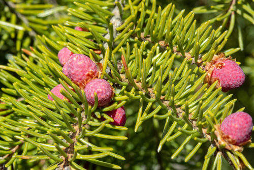 14 Types of Spruce Trees to Add Structure to Your Landscape