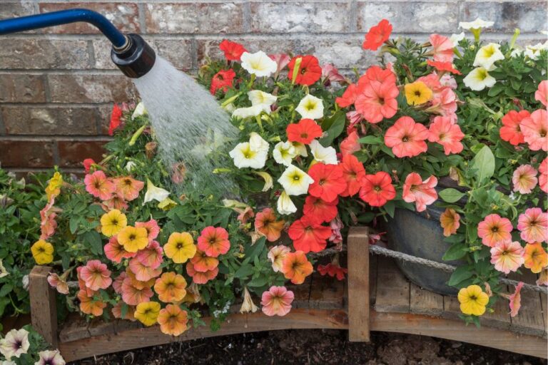 Petunia Care – How to Plant, Grow and Help Them Thrive