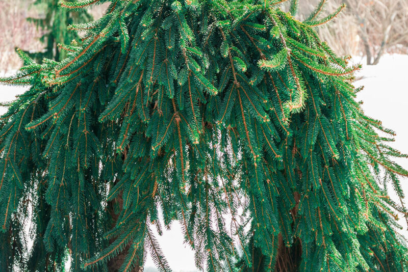 14 Types of Spruce Trees to Add Structure to Your Landscape