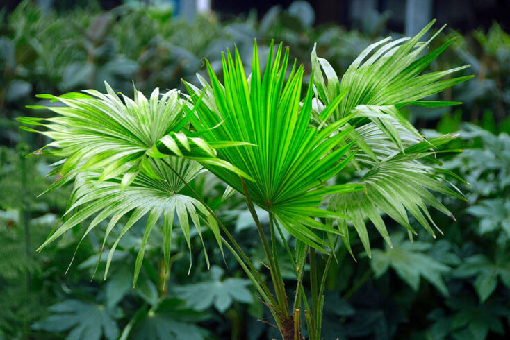 15 Beautiful Indoor Plants For Living Room Spaces