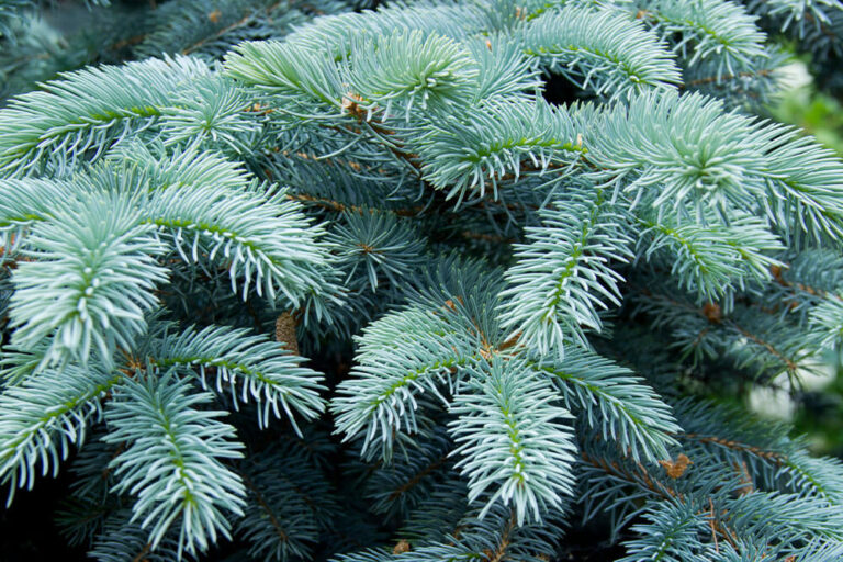 14 Types of Spruce Trees to Add Structure to Your Landscape