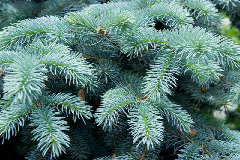14 Types of Spruce Trees to Add Structure to Your Landscape