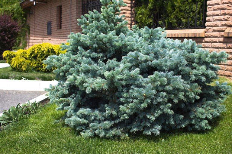 14 Types of Spruce Trees to Add Structure to Your Landscape