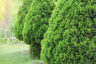 14 Types of Spruce Trees to Add Structure to Your Landscape