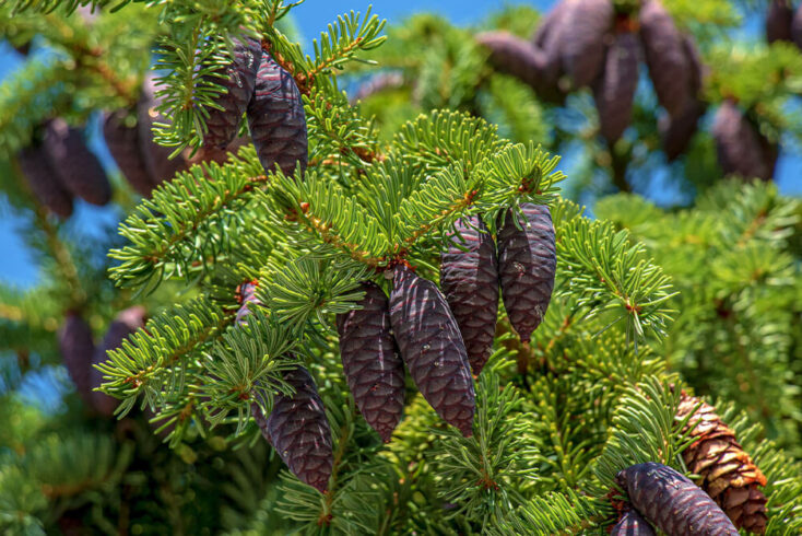 14 Types of Spruce Trees to Add Structure to Your Landscape