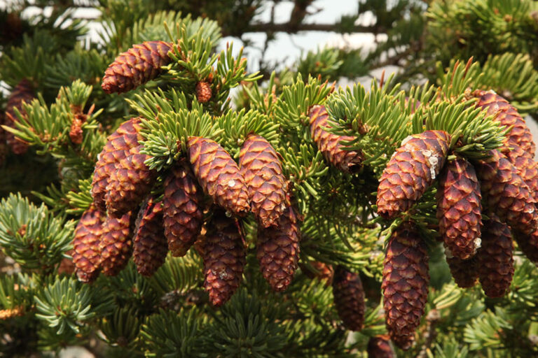 14 Types of Spruce Trees to Add Structure to Your Landscape