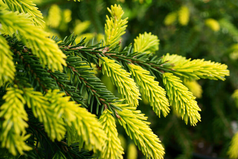 14 Types of Spruce Trees to Add Structure to Your Landscape