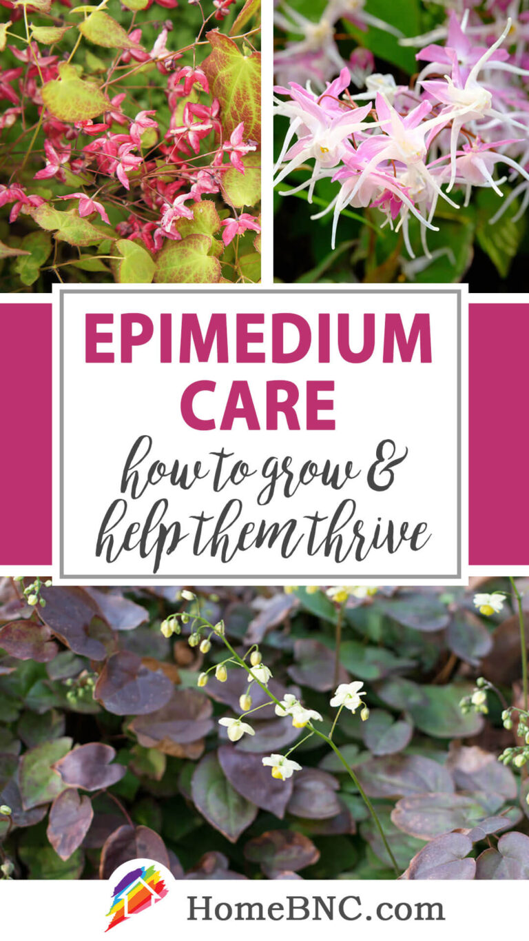 Epimedium Care - How to Plant, Grow and Help Them Thrive