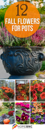 12 Fall flowers for Pots that Create a Seasonal Look