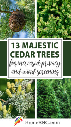 13 Lush Types of Cedar Trees that are Great for Privacy