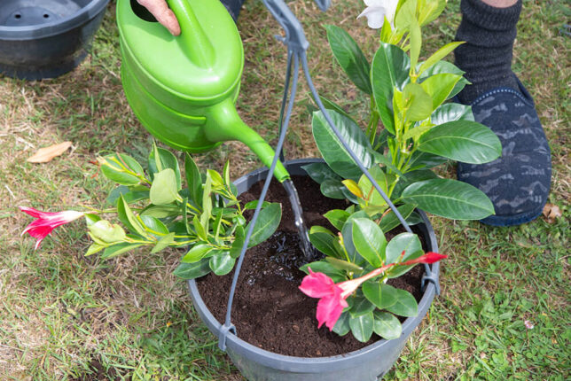 Mandevilla Plant Care Guide: Sun, Water & Growing Tips