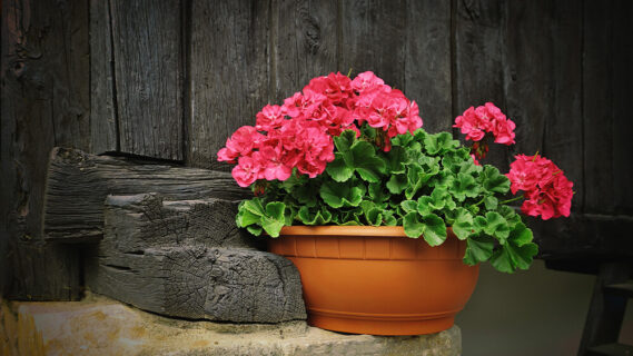 Geranium Care: How to Grow Vibrant Blooms All Season Long