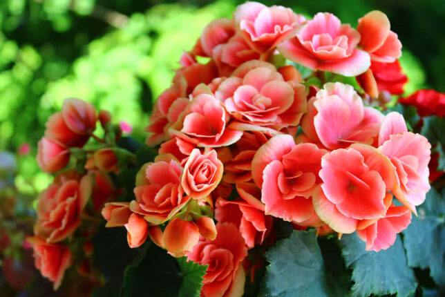 Begonia Care: How to Grow Thriving Plants in Ideal Conditions