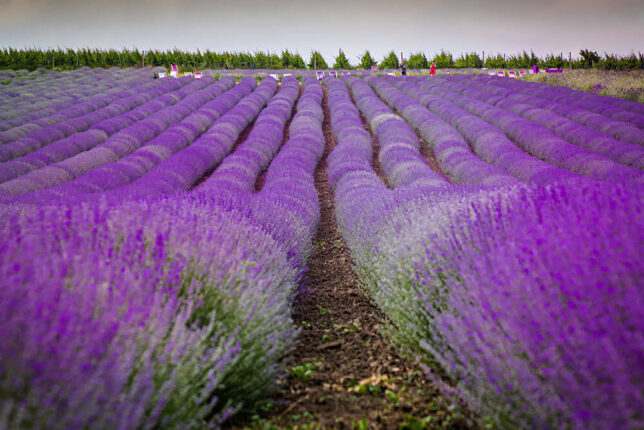 How to Grow Lavender: Complete Plant Care & Growing Guide