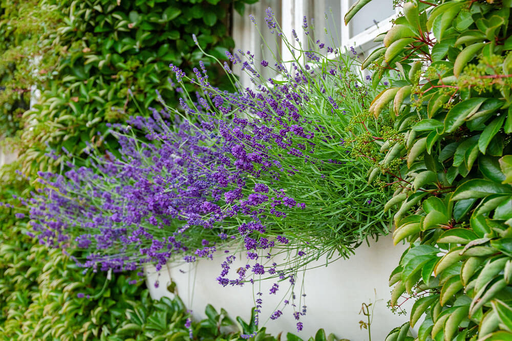 How To Grow Lavender Complete Plant Care Growing Guide