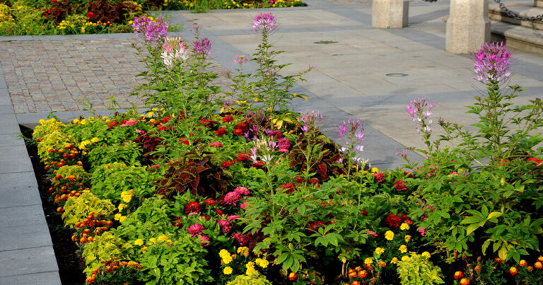 Cleome Care Guide: Growing Spider Flowers in Sun & Soil